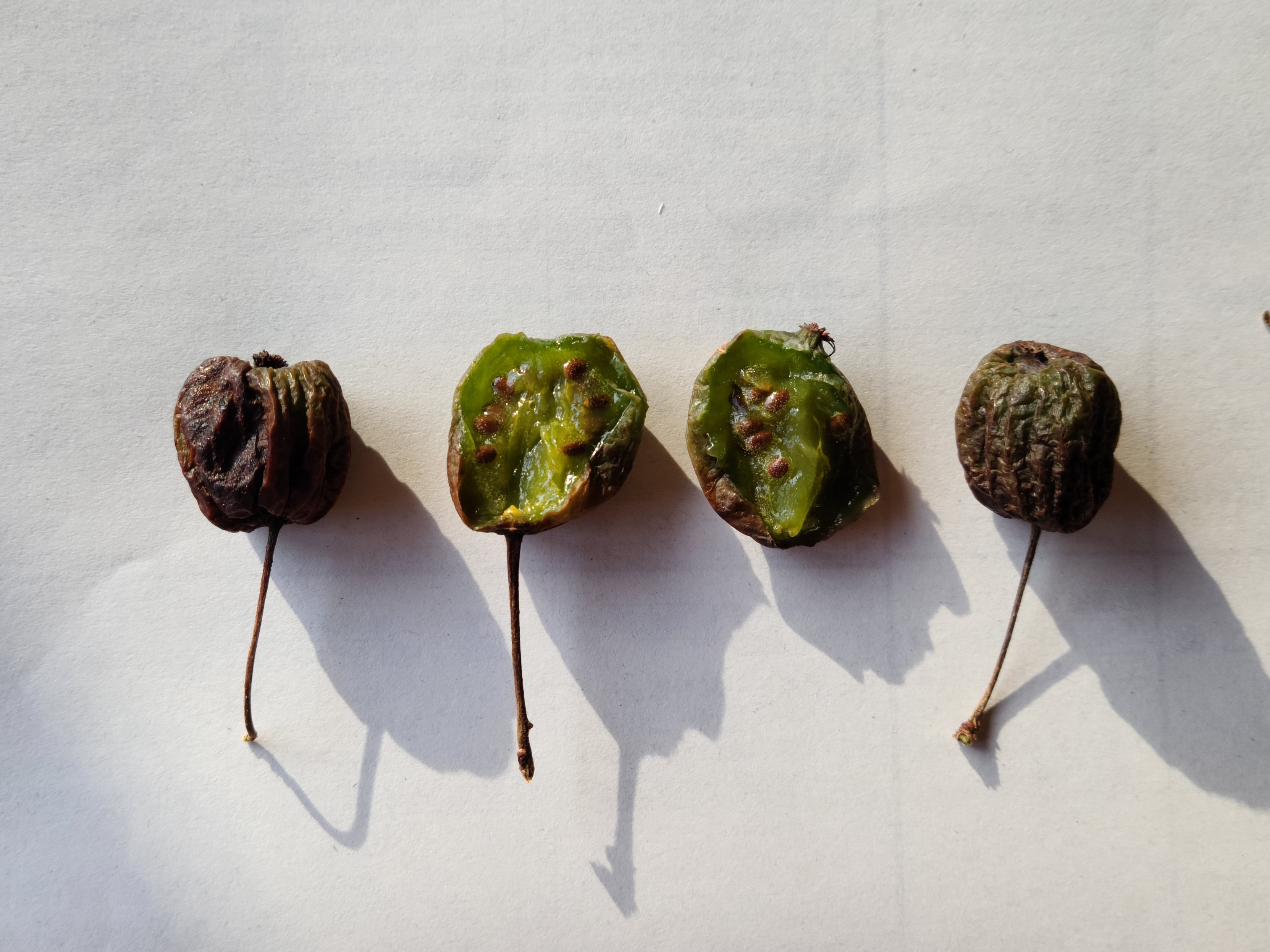 嶋_fedibird (@Shima9393@fedibird.com) - Fedibird